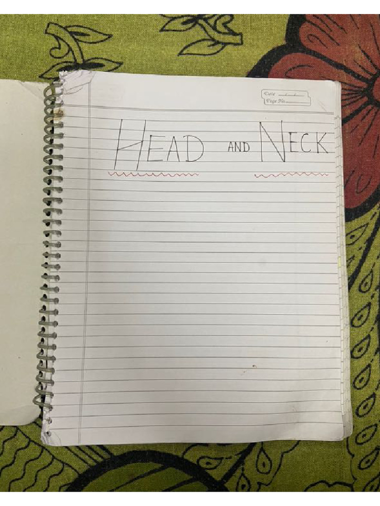 Head N Neck Anatomy | PDF