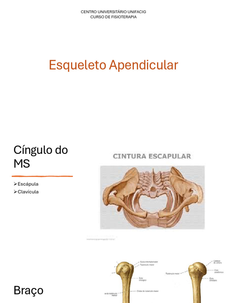 Esqueleto Apendicular | PDF