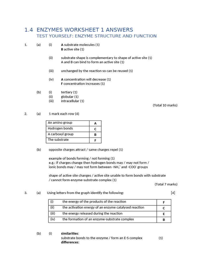 Enzyme Worksheet 1 Answers | PDF | Active Site | Enzyme