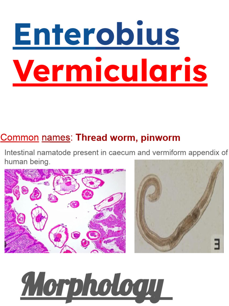 Enterobius Vermicularis Overview | PDF | Gastroenterology | Parasitology