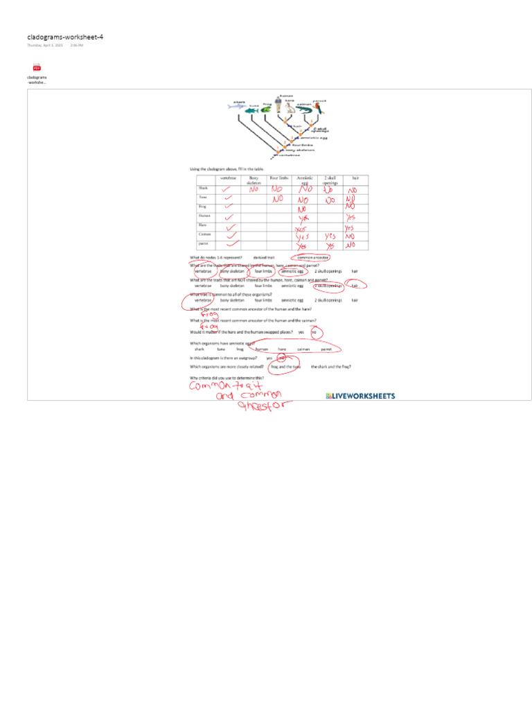 Cladograms Worksheet 4 | PDF