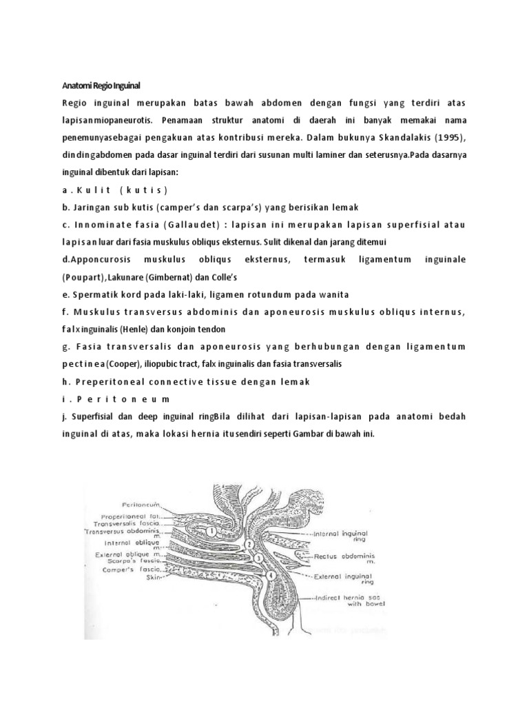 Anatomi Regio Inguinal | PDF
