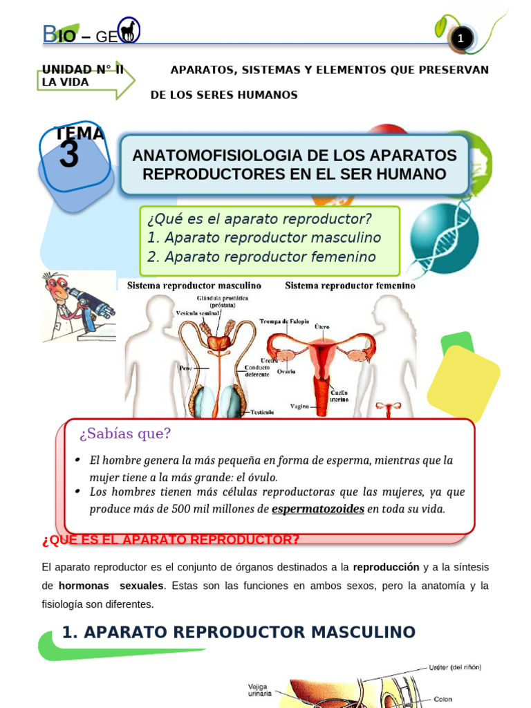 6° 3 APARATOS REPRODUCTORES | PDF | Sistema reproductivo | Anatomía