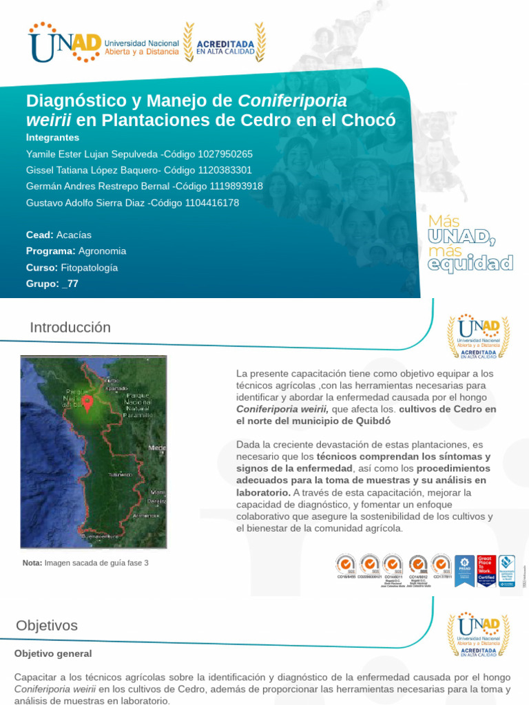 Manejo de Coniferiporia weirii en Cedros | PDF | Hongo | Raíz