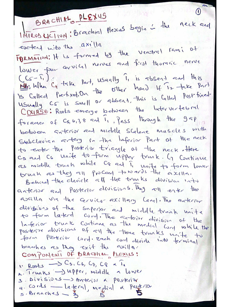 Brachial Plexus. | PDF