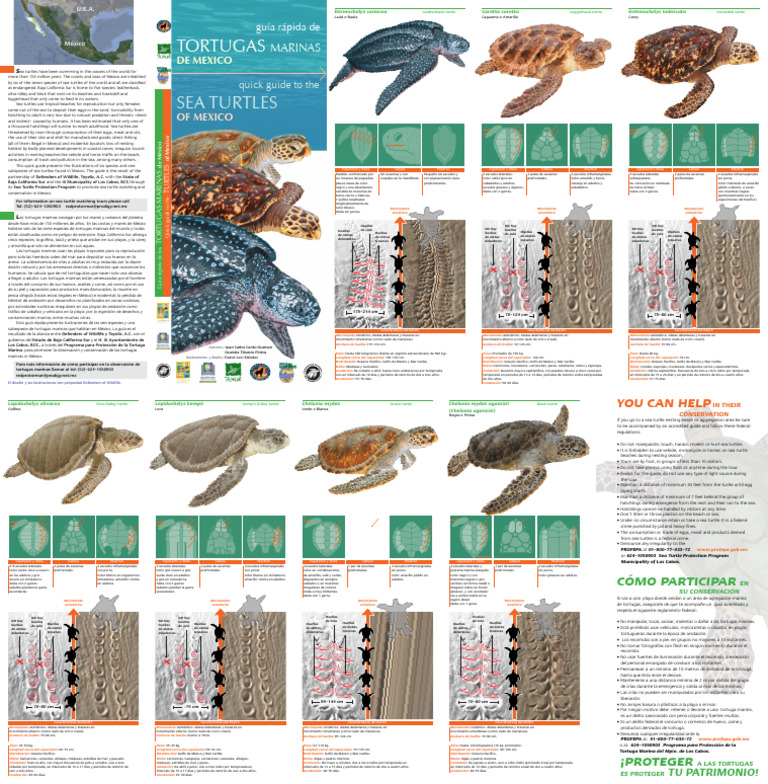 A Guia Tortugas | PDF | Zoología
