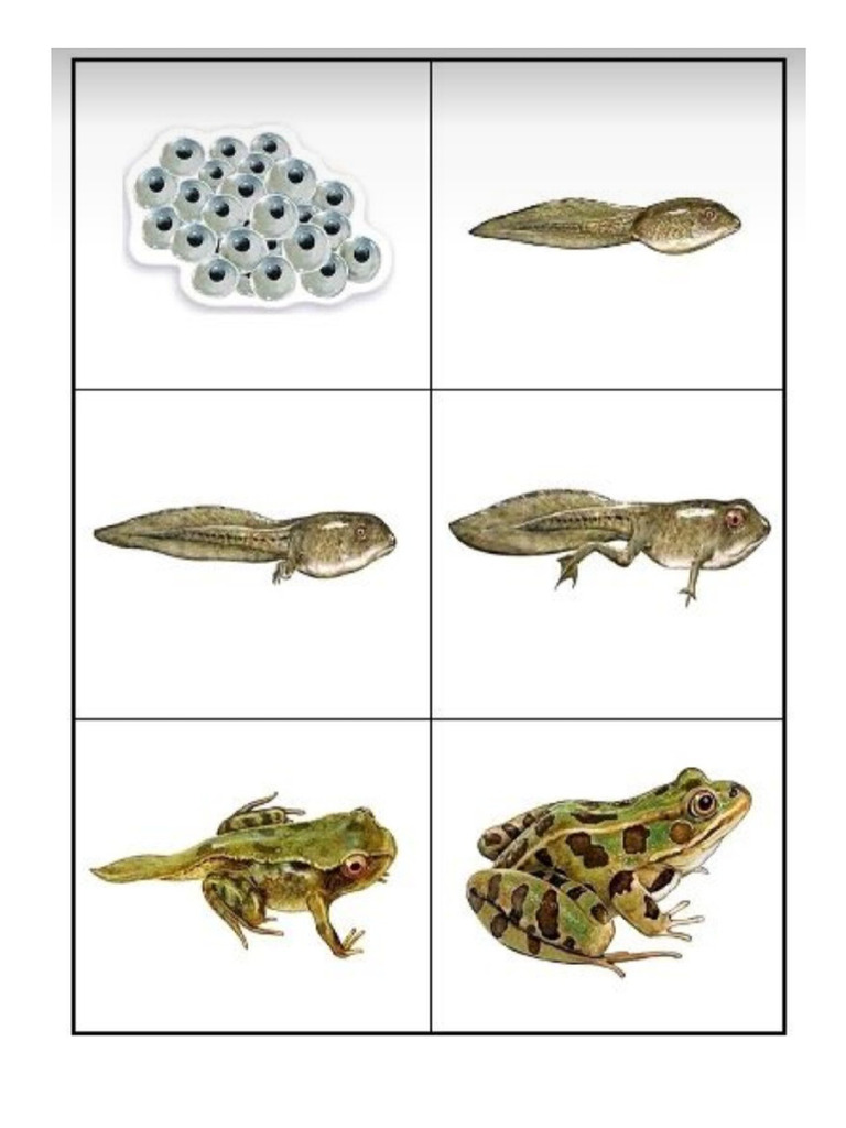 imagen sapo color | PDF