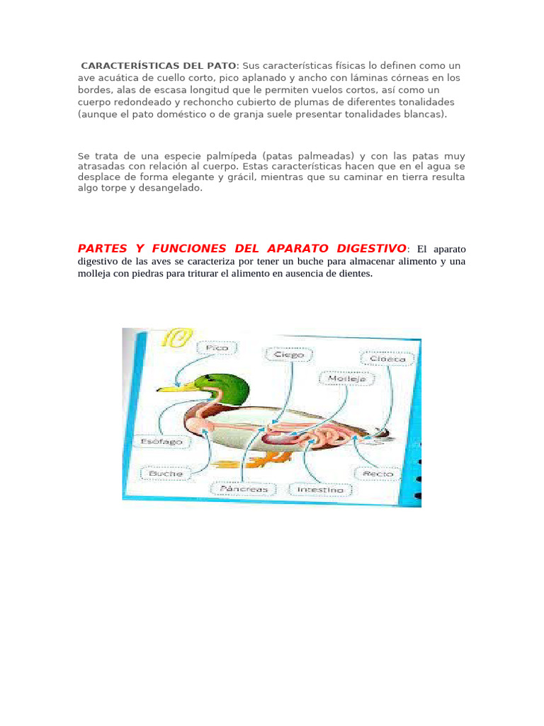 Características del Pato y su Anatomía | PDF | Oveja | Conejillo de indias