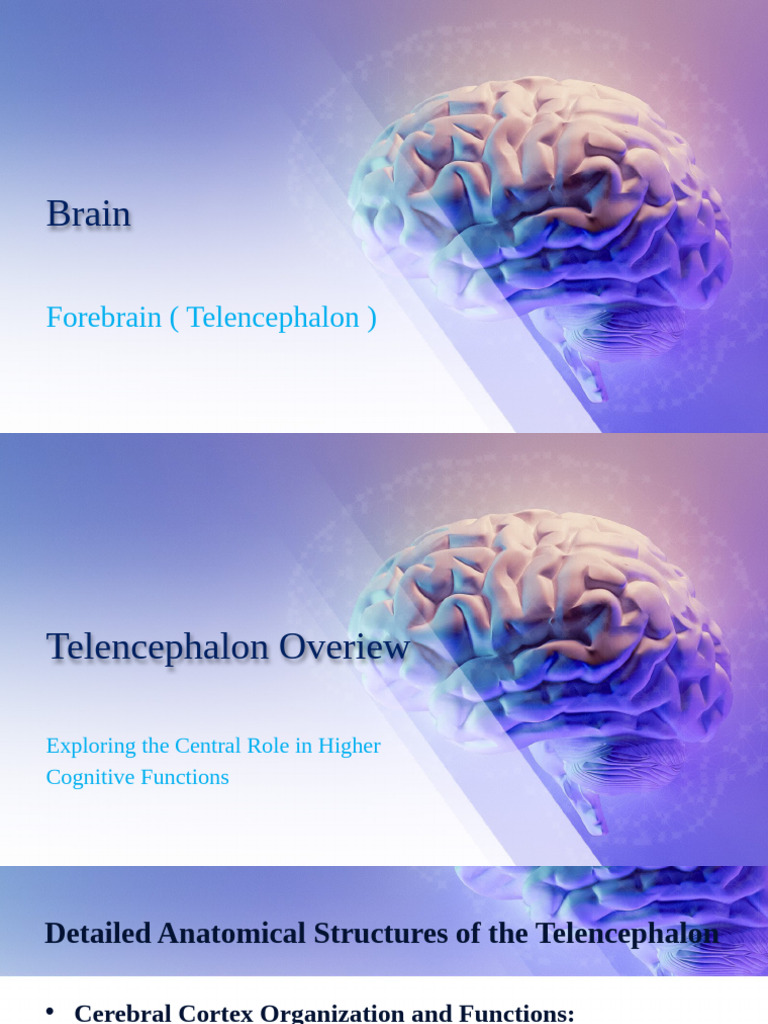 Brain (Telencephalon) | PDF | Brain | Cerebrum