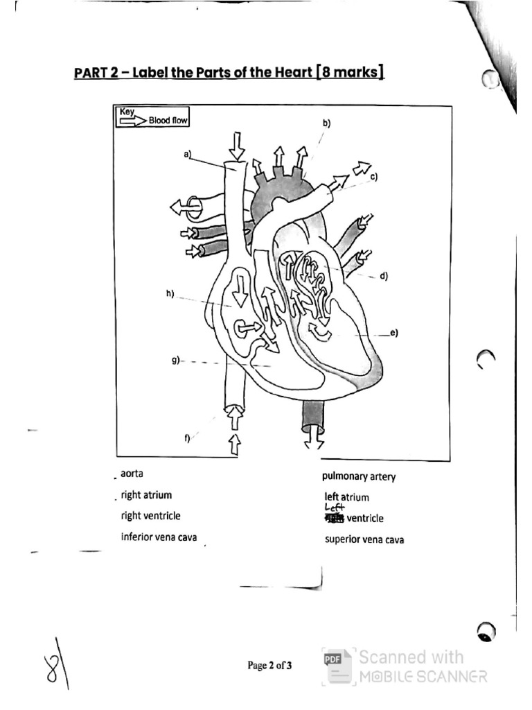 Anatomy of The Heart | PDF