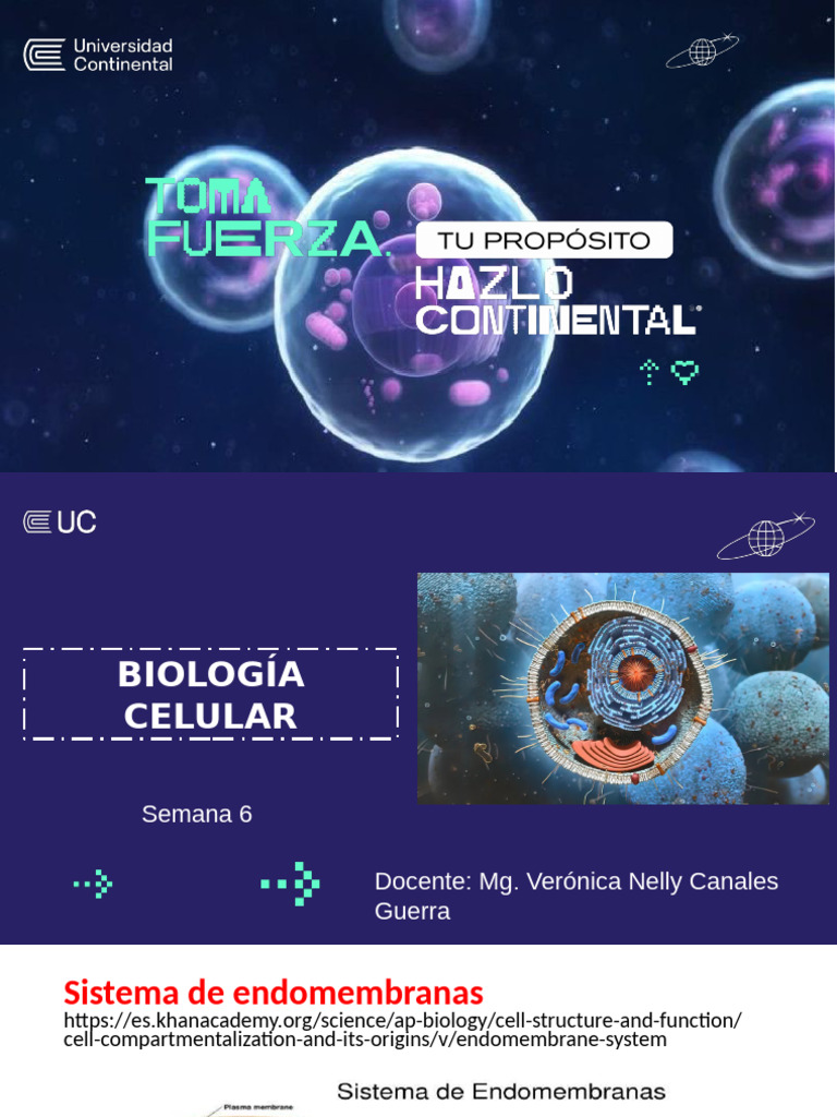 Sistema de Endomembranas en Biología Celular | PDF | Retículo ...