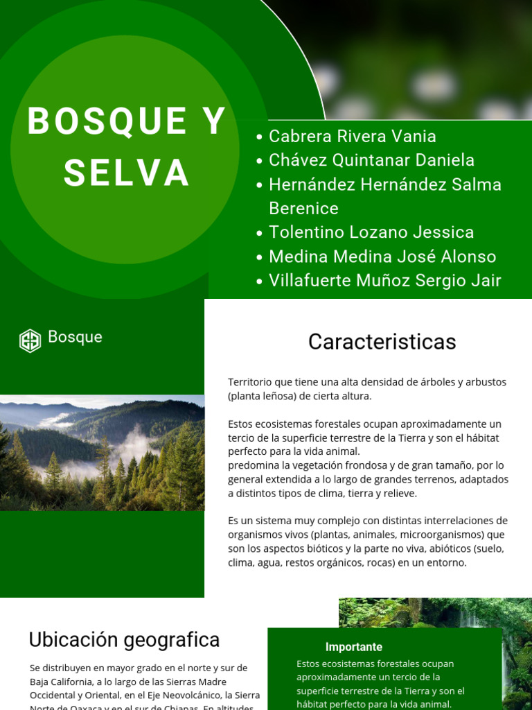 Bosques y Selvas: Características y Clasificación | PDF | Selva | Los ...