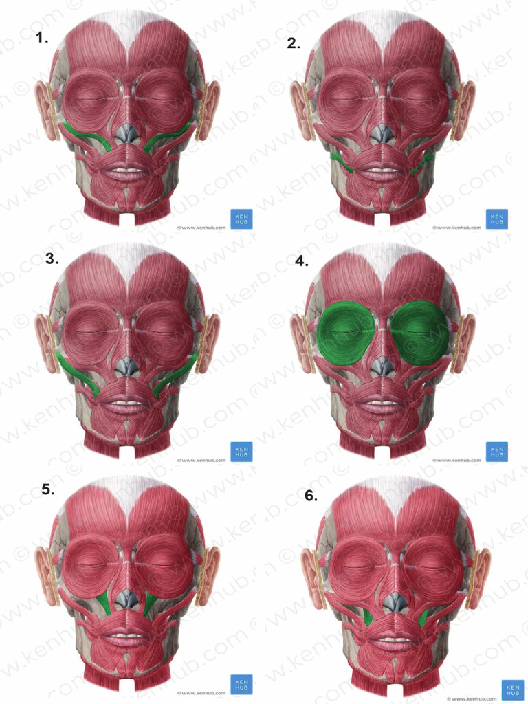 Músculos Expressões Da Face | PDF