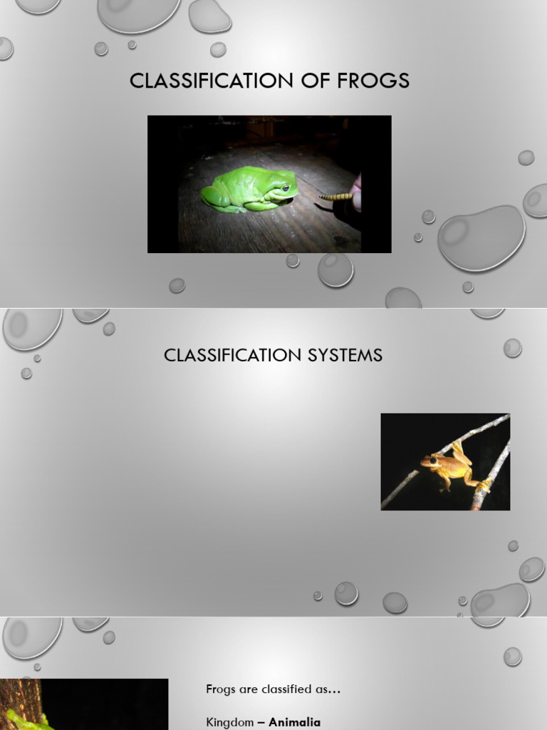 Classification of Frogs | PDF | Frog | Amphibian