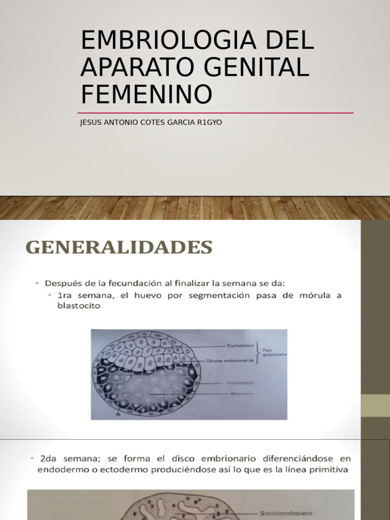 Embrio Genitales Externos | PDF