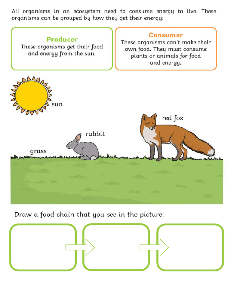 Food Chains Worksheets | PDF