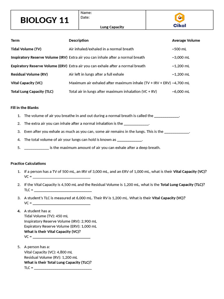 Lung Capacity and Volume Overview | PDF | Exhalation | Respiratory System