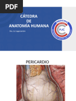 Anatomía del Pericardio y sus Senos | PDF | Anatomía humana | Angiología