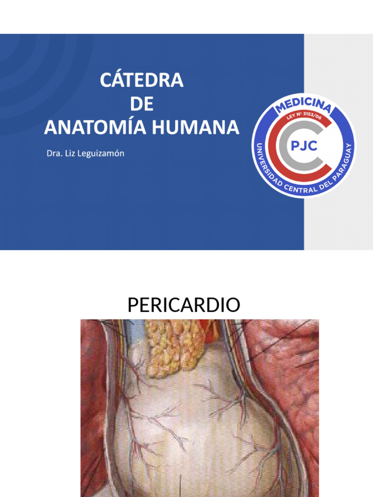 Clase 11 Pericardio | PDF | Corazón | Tórax (anatomía humana)