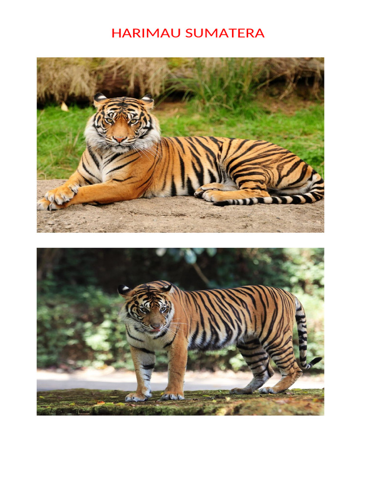 Harimau Sumatera | PDF