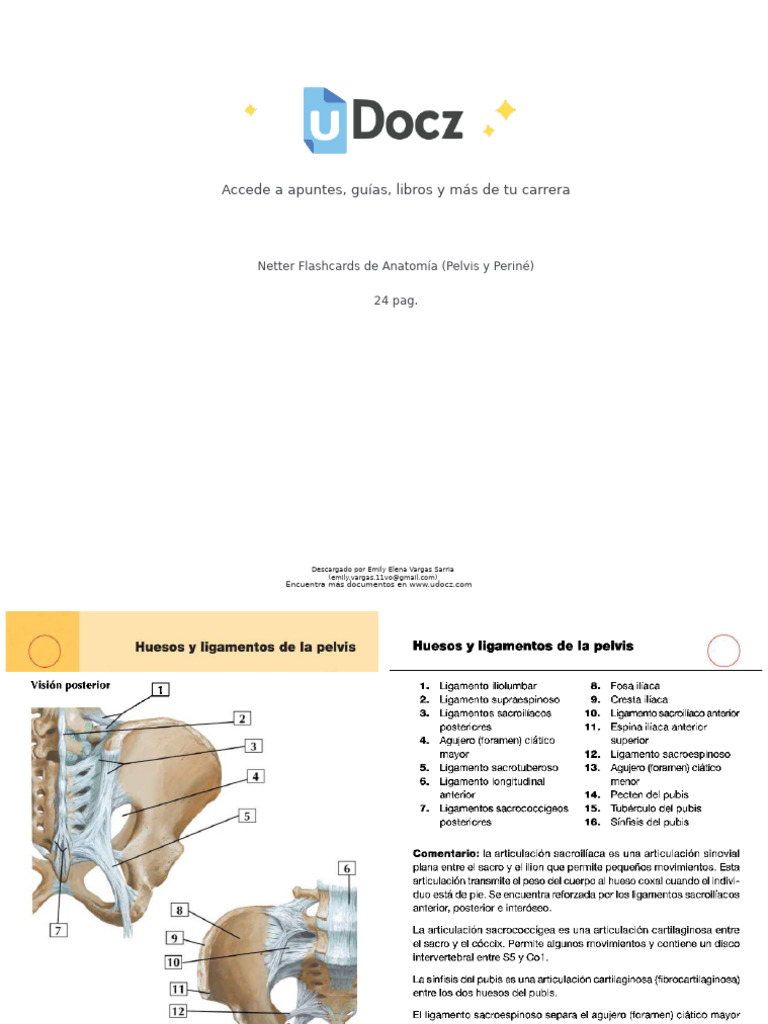 Netter-Flashcards-De-Pelvis y Perine | PDF | Pelvis