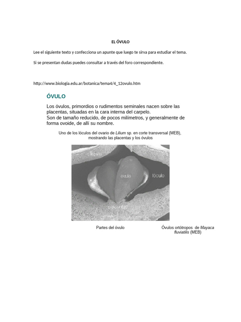 Estructura y clasificación del óvulo | PDF | Embrión | Reproducción de ...