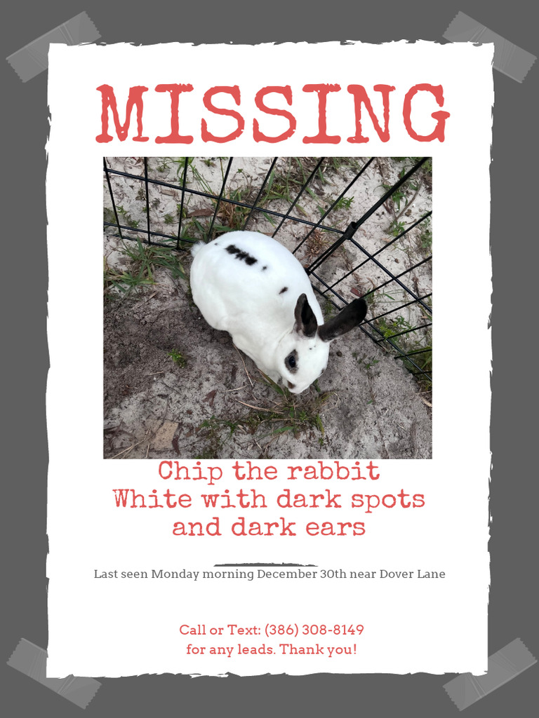 Red Photo Pet Missing Poster PDF | PDF