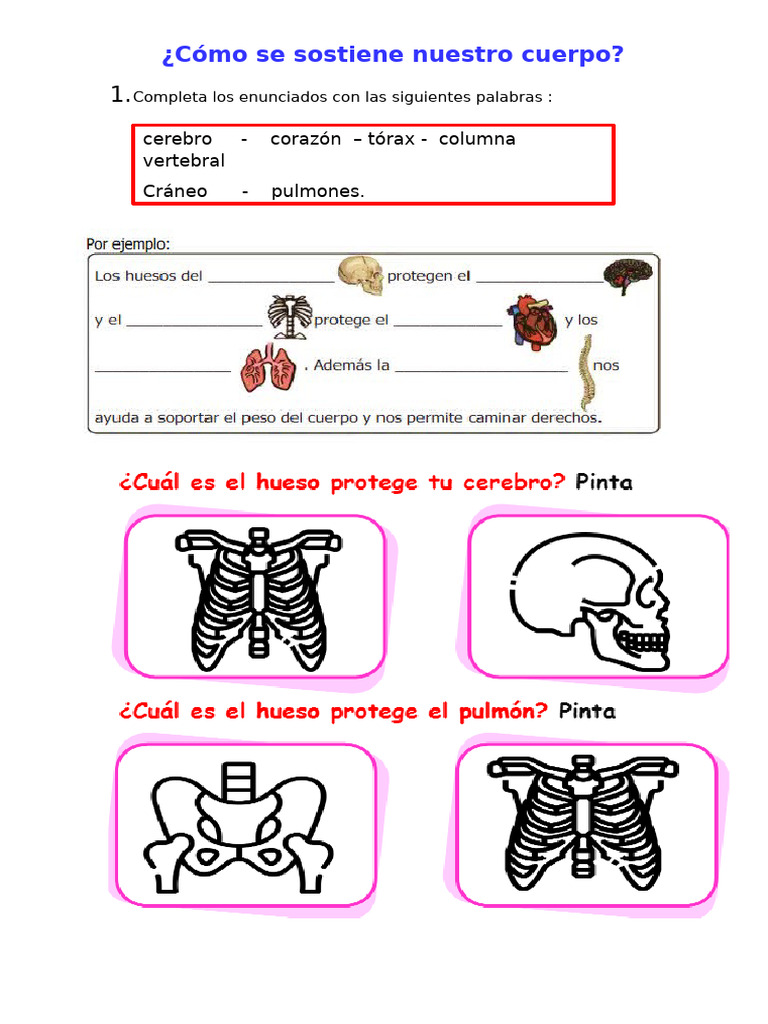 Ficha Del Sistema Oseo | PDF