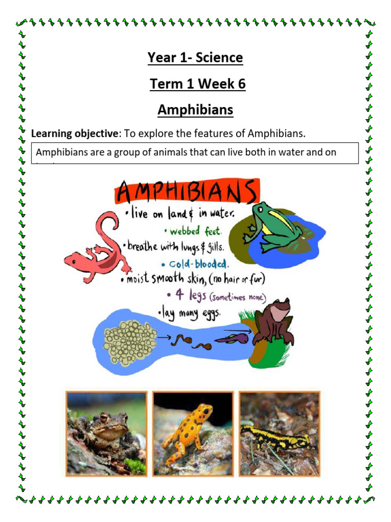 Amphibians Worksheet | PDF