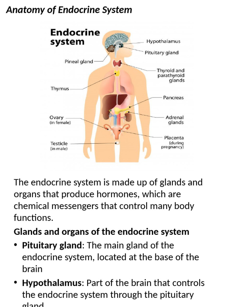 Endocrine System: Glands & Functions | PDF | Adrenal Gland | Ovary
