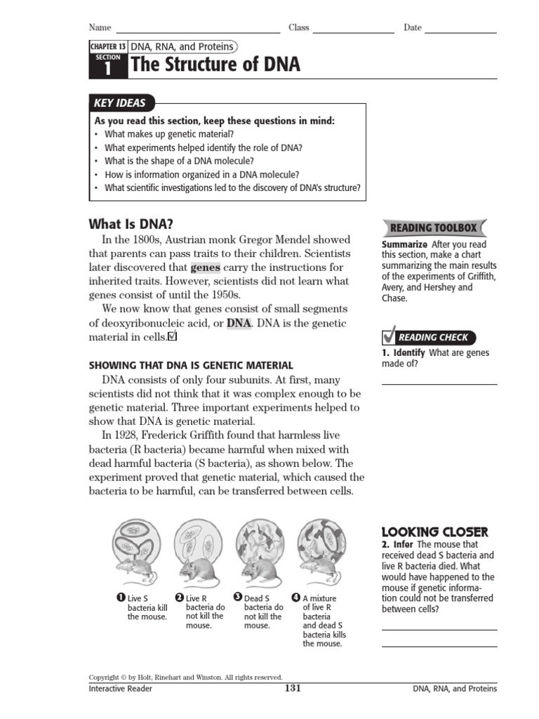 Ms Review 3 Structure of Dna | PDF | Dna | Nucleotides