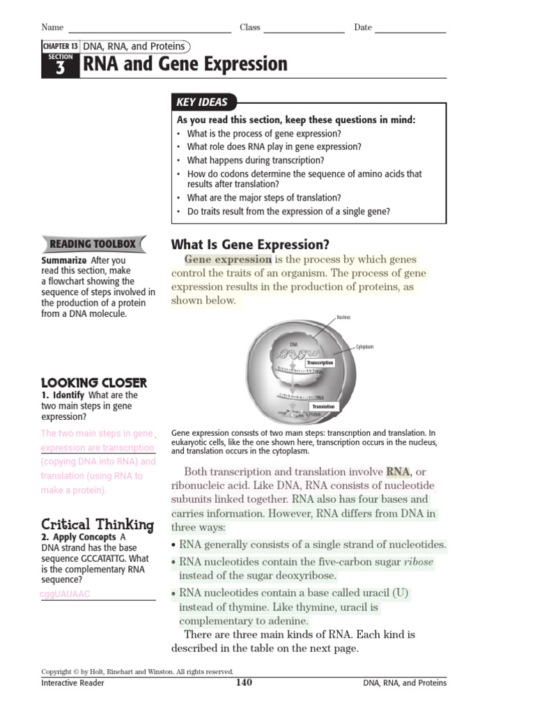 Kami Export - GENETICS-2-RNA & Gene Expression | PDF | Translation ...