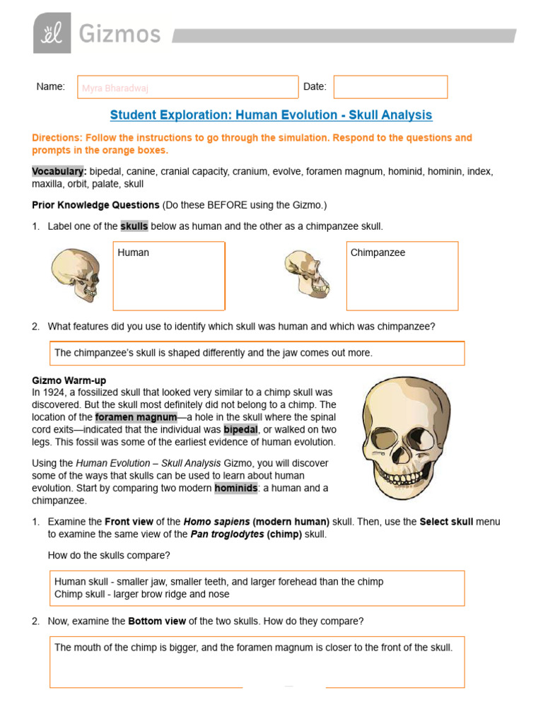 Kami Export Human Evolution Gizmo | PDF | Homo | Skull