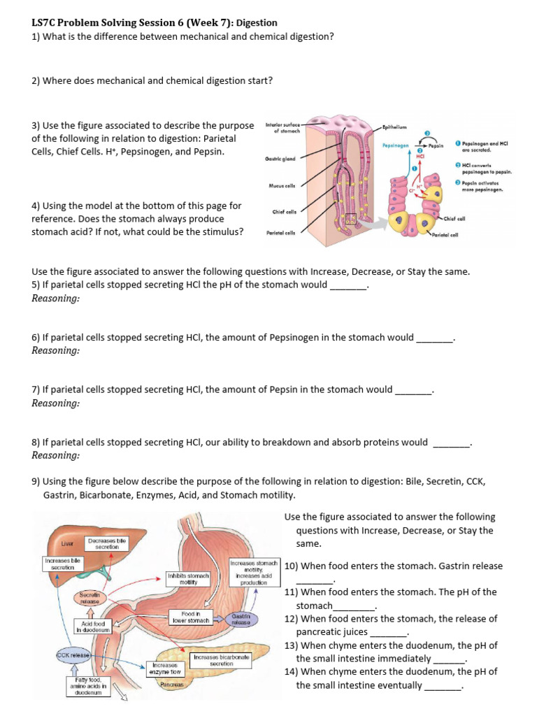 LS7C_Problem_Solving_Session_6_(Week7)_F22_Digestion_Osmoregulation | PDF | Digestion | Stomach