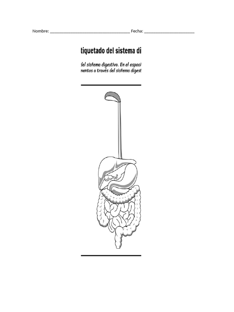 Hoja de Trabajo Sistema Digestivo | PDF