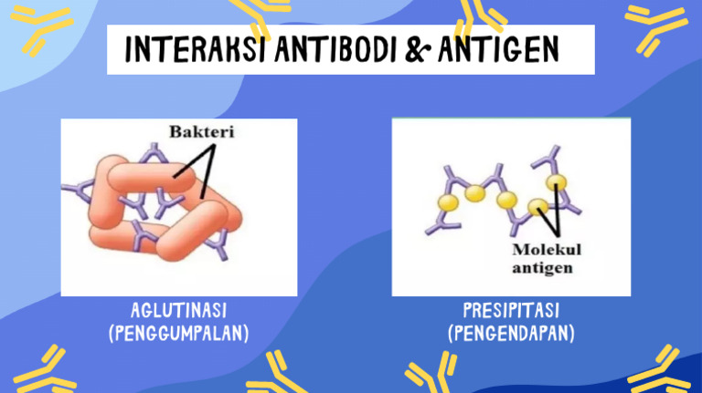 Interaksi antibodi & Antigen.pdf | PDF