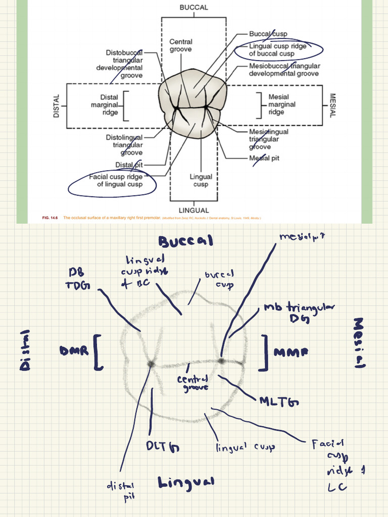 Buccal and Lingual Cusp Development | PDF | Dental Anatomy | Tooth