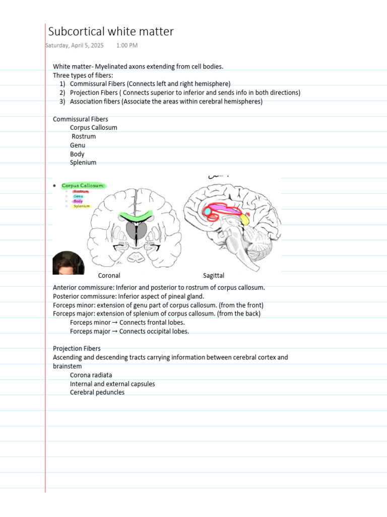Subcortical White Matter | PDF