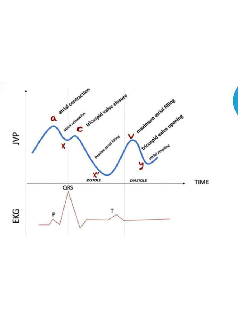 CVS Physo 3 | PDF