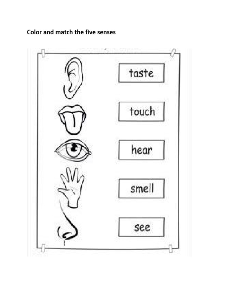 Five Senses | PDF