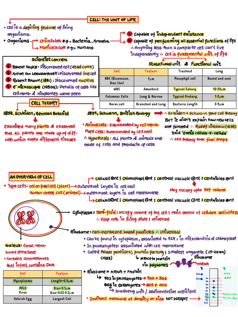 Cell - The Unit of Life - Class Notes - Neet Revision Express | PDF