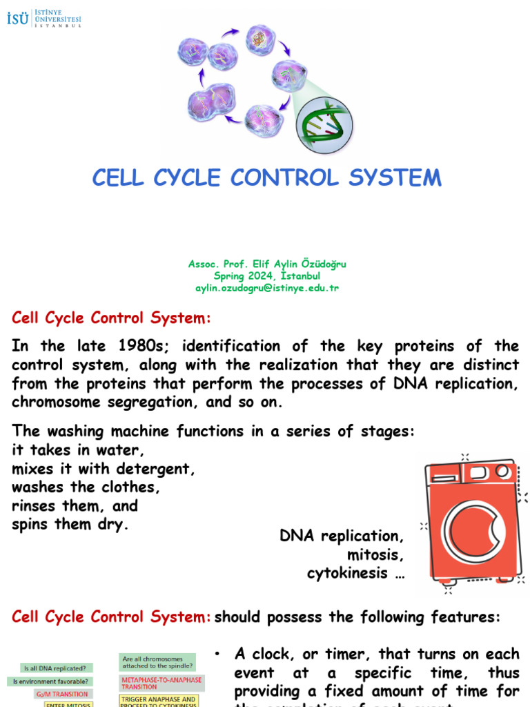 Cell Cycle Control System | PDF | Mitosis | Cell Cycle