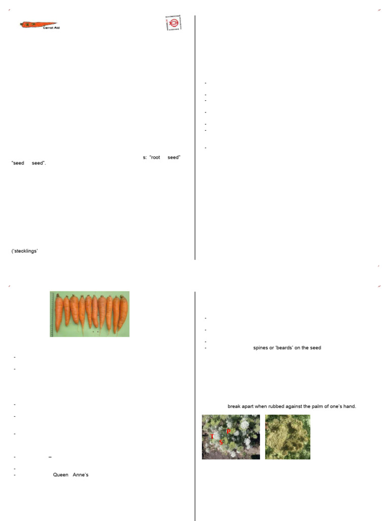 Carrot Seed Production Guidelines | PDF | Carrot | Root