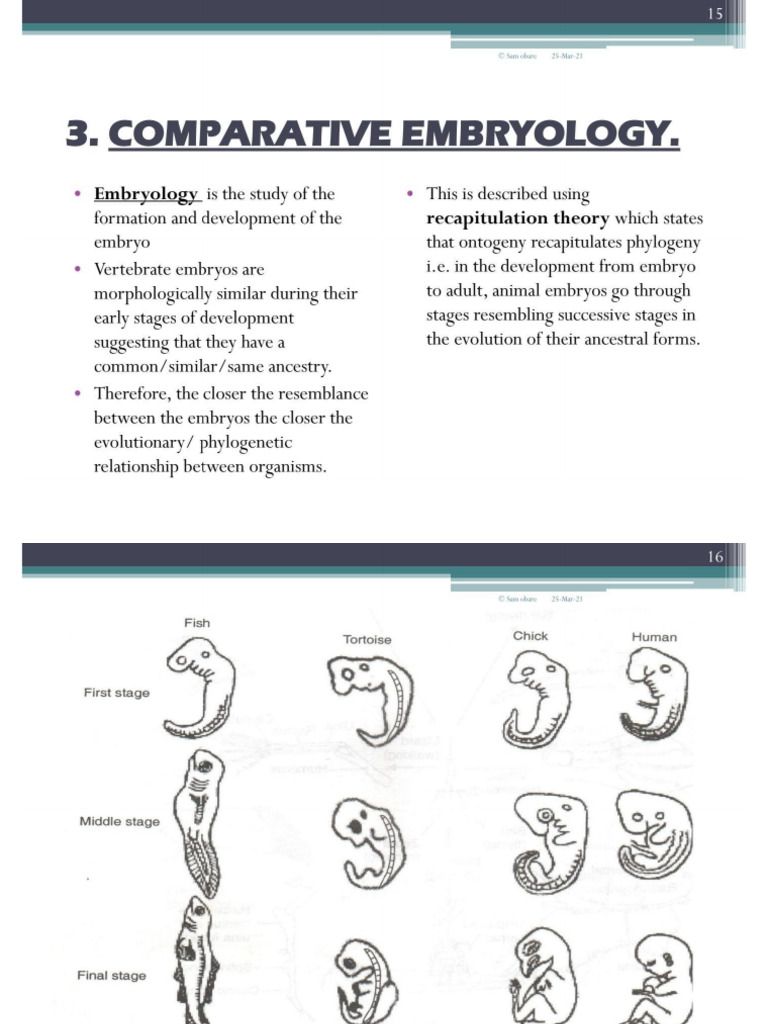 Evolution Continuation | PDF