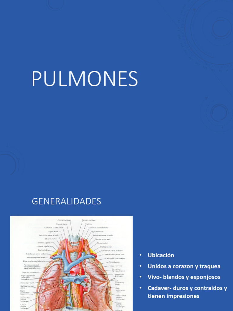 23. Pulmones | PDF | Pulmón | Tórax (anatomía humana)