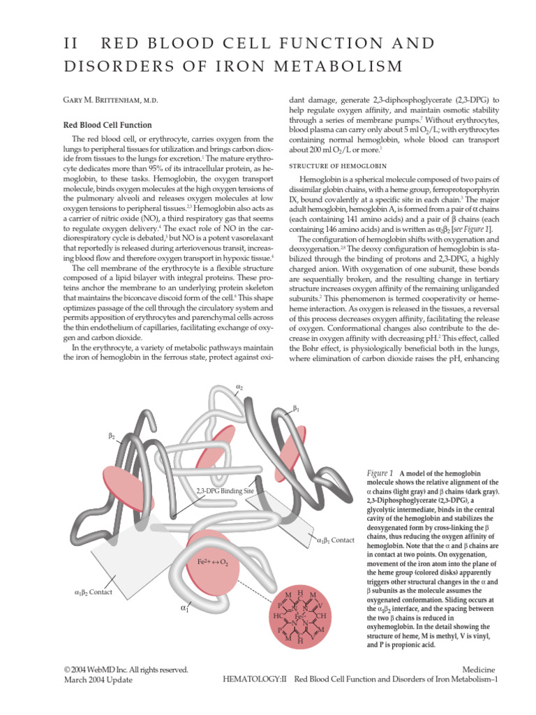 Red Blood Cell Function | PDF | Hemoglobin | Red Blood Cell