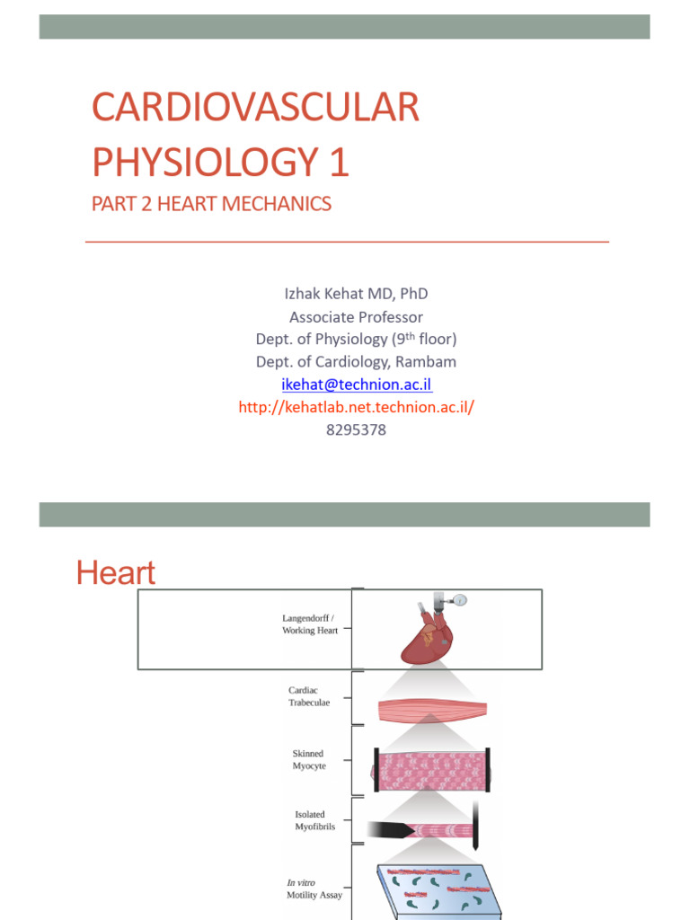 2 - Kehat_crdiovascular mechanics_part 2_muscle mechanics_2025 | PDF