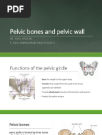 Anatomy of the Pelvis Explained | PDF | Pelvis | Vertebra