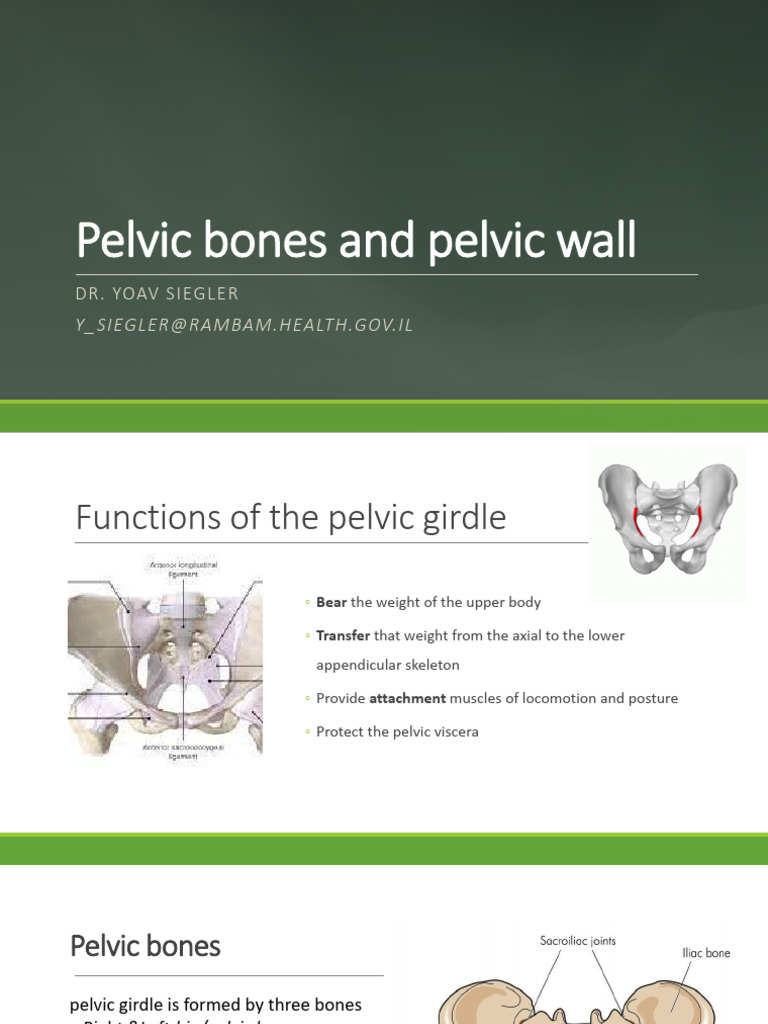 2 Pelvic Bones and Pelvic Wall | PDF | Pelvis | Vertebra