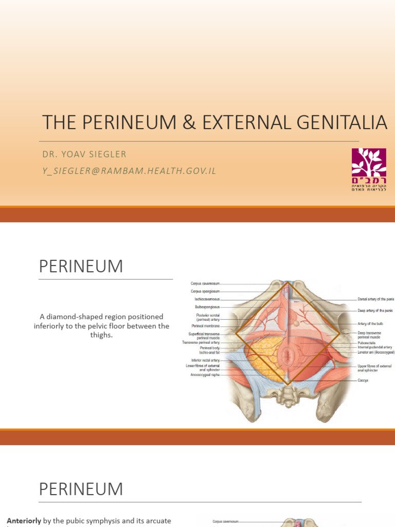 7 Perineum External Genitalia | PDF | Labia | Pelvis